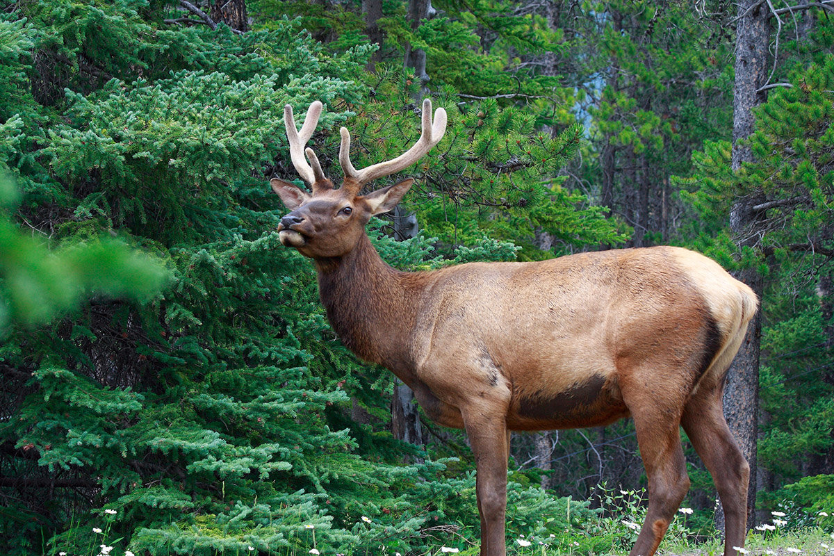 Reasons to Support the Project - Galloway Lands - Fernie BC